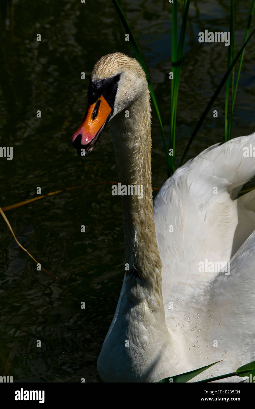 Swan angel hi-res stock photography and images - Alamy