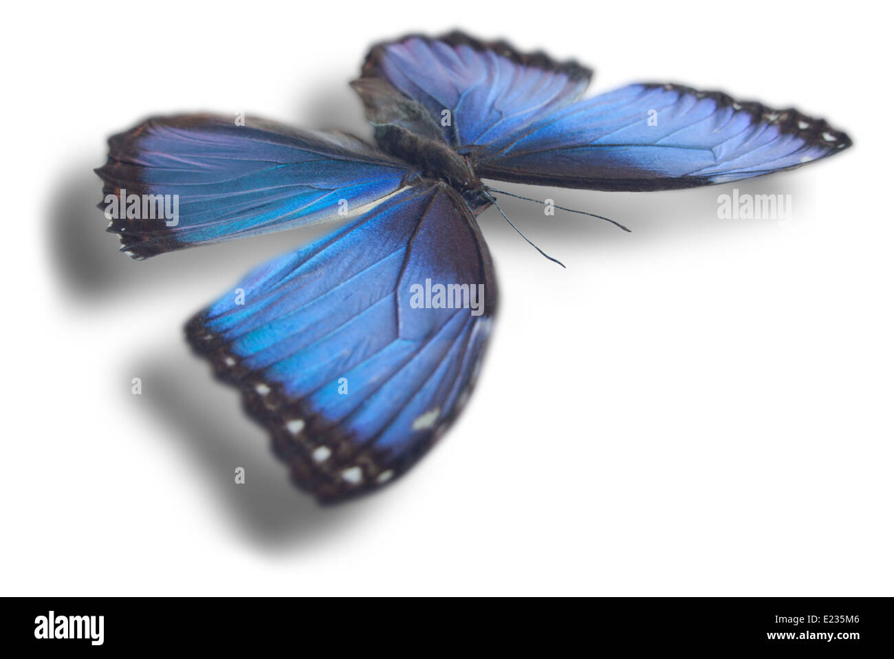 Butterfly isolated on white Stock Photo - Alamy