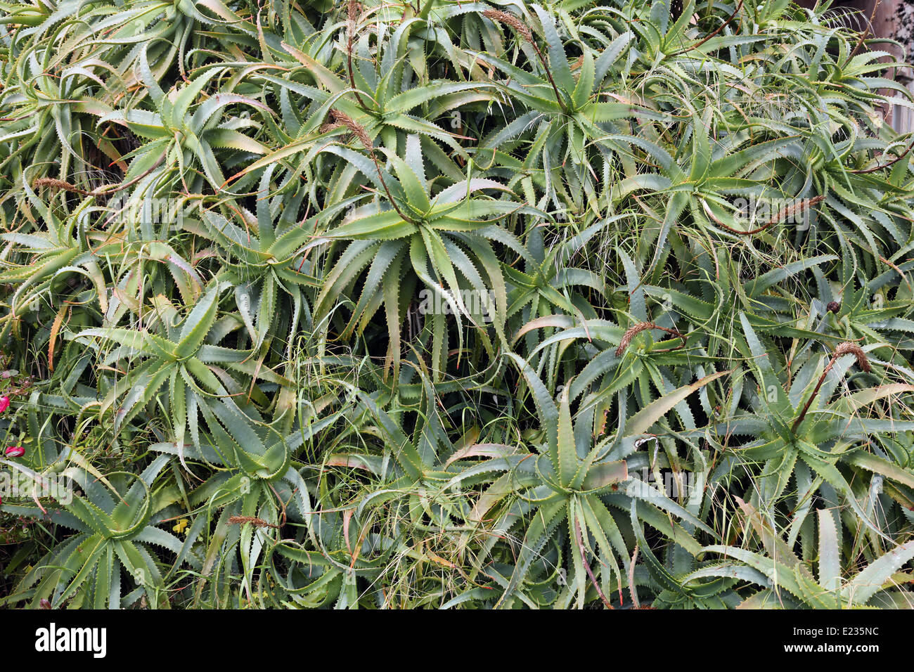 Aloe Vera - Plant cactus Stock Photo - Alamy
