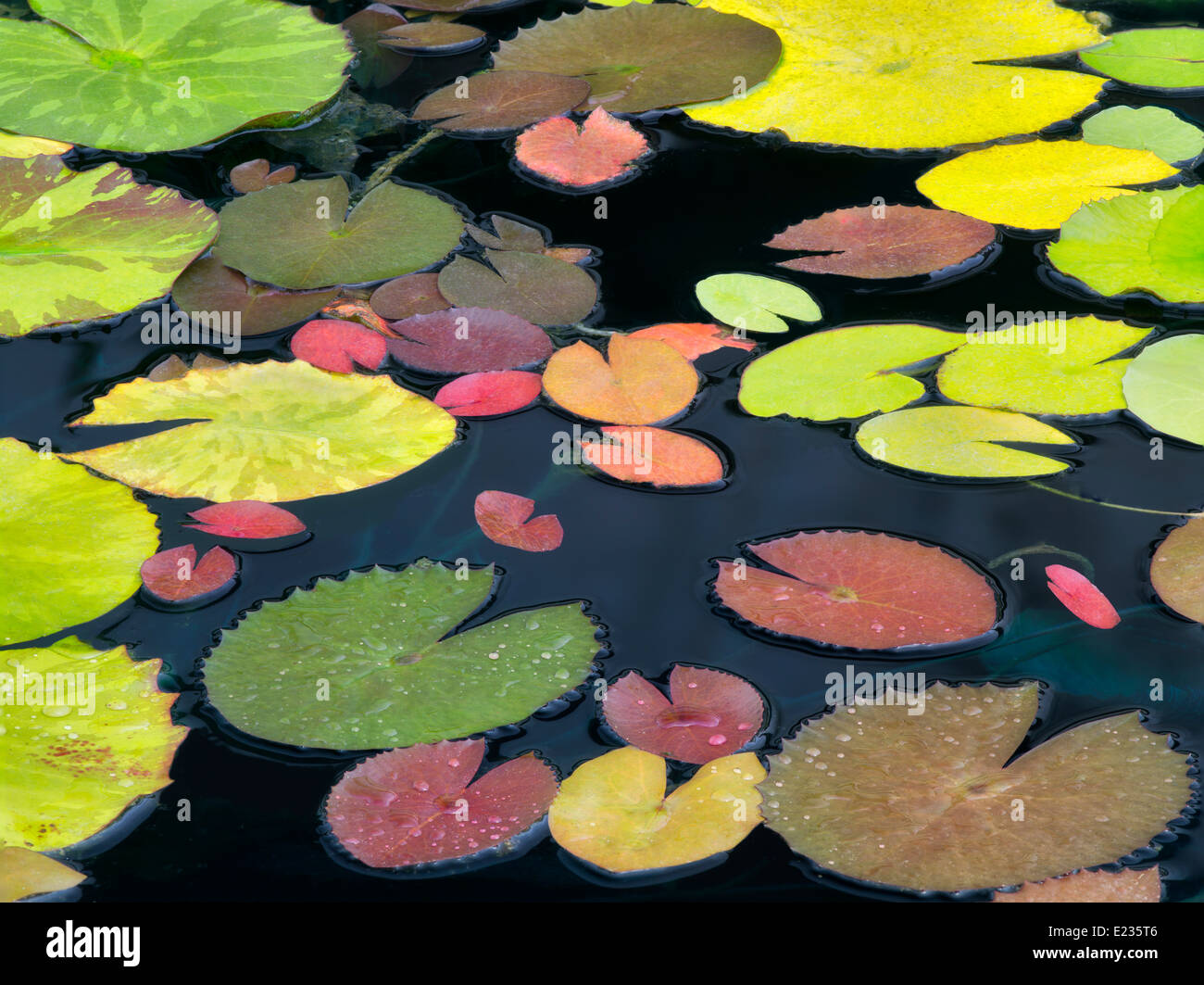 Water lily leaves hi-res stock photography and images - Alamy
