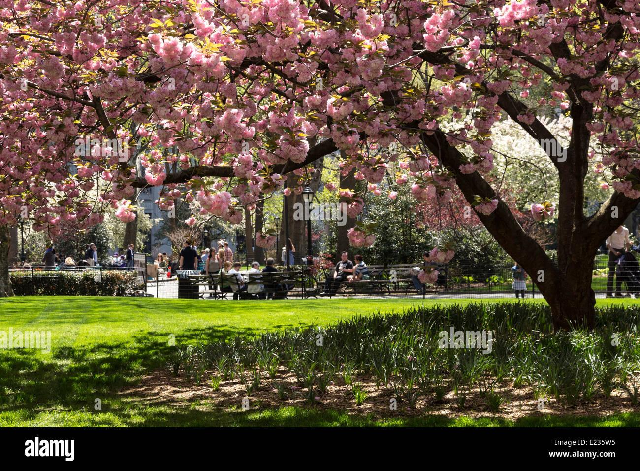 Cherry Trees in Bloom, Madison Square Park, NYC, USA Stock Photo - Alamy