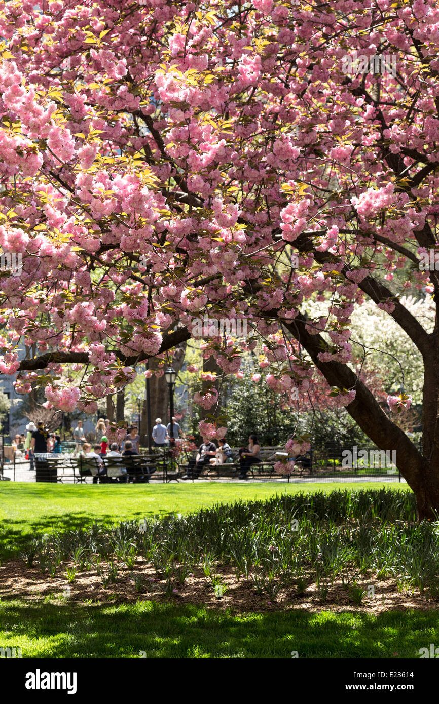 Cherry Trees in Bloom, Madison Square Park, NYc, USA Stock Photo - Alamy