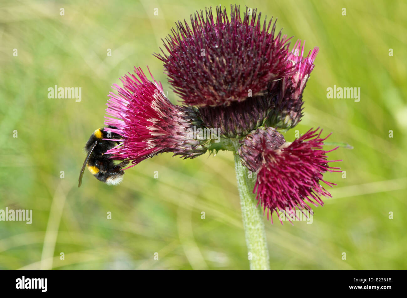 Cirsium rivulare atropurpurea or Plume Thistle with a bee gathering ...