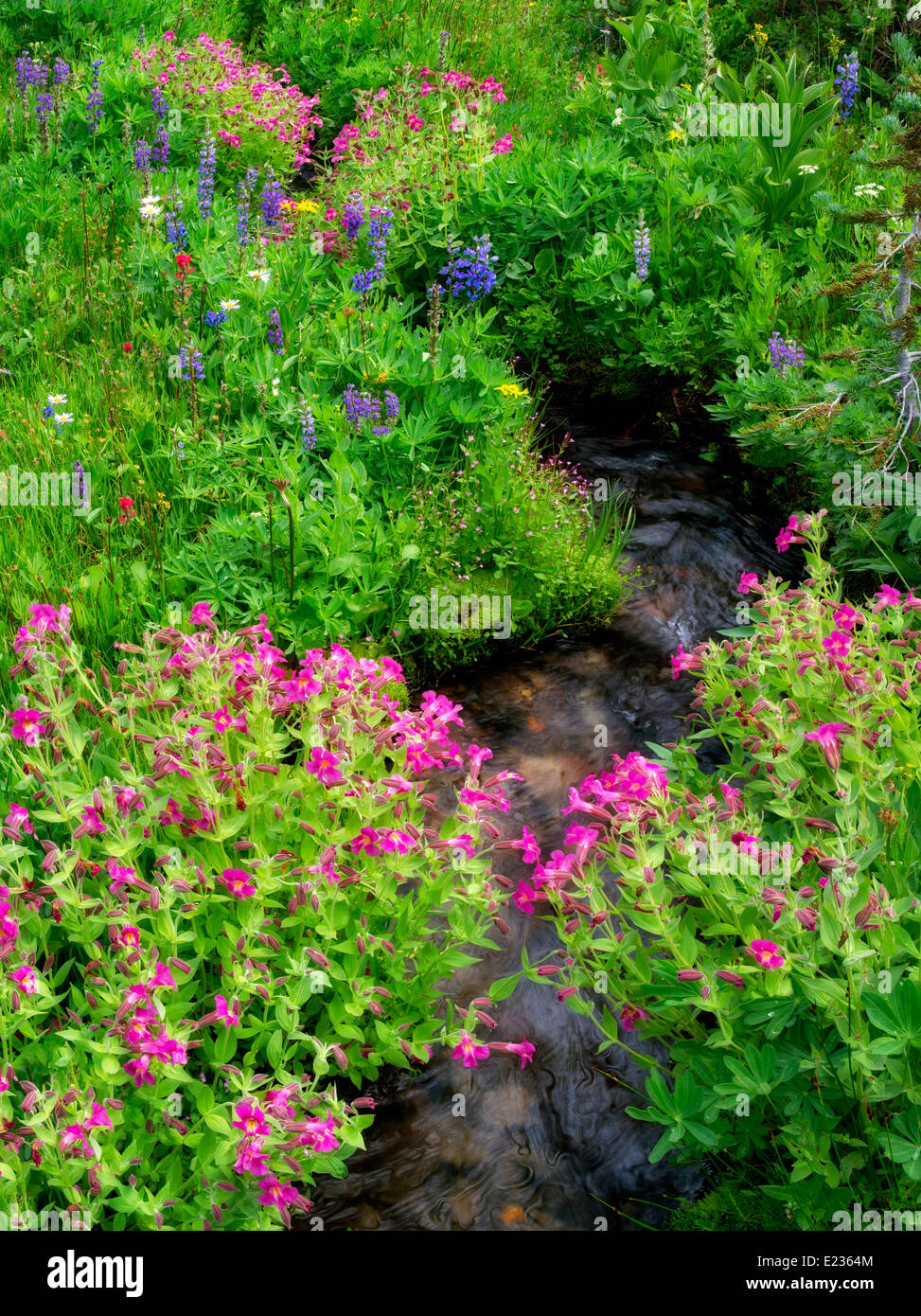 Very small wildflowers hi-res stock photography and images - Alamy
