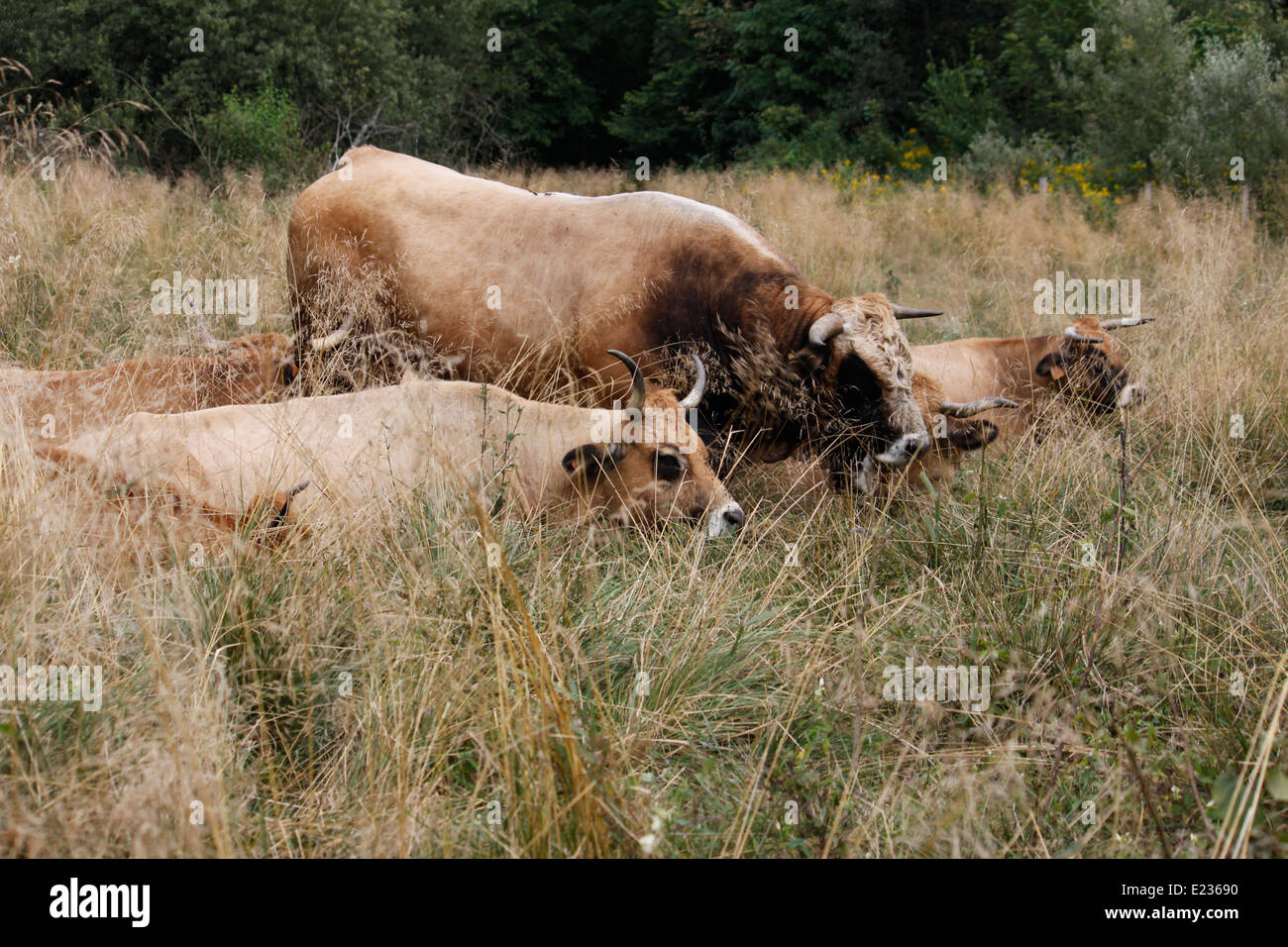 Cow, Aubrac race, Chartreuse, Isere, Rhone-Alpes, France Stock Photo ...