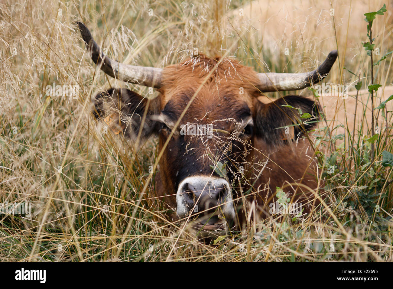 Cow, Aubrac race, Chartreuse, Isere, Rhone-Alpes, France Stock Photo ...