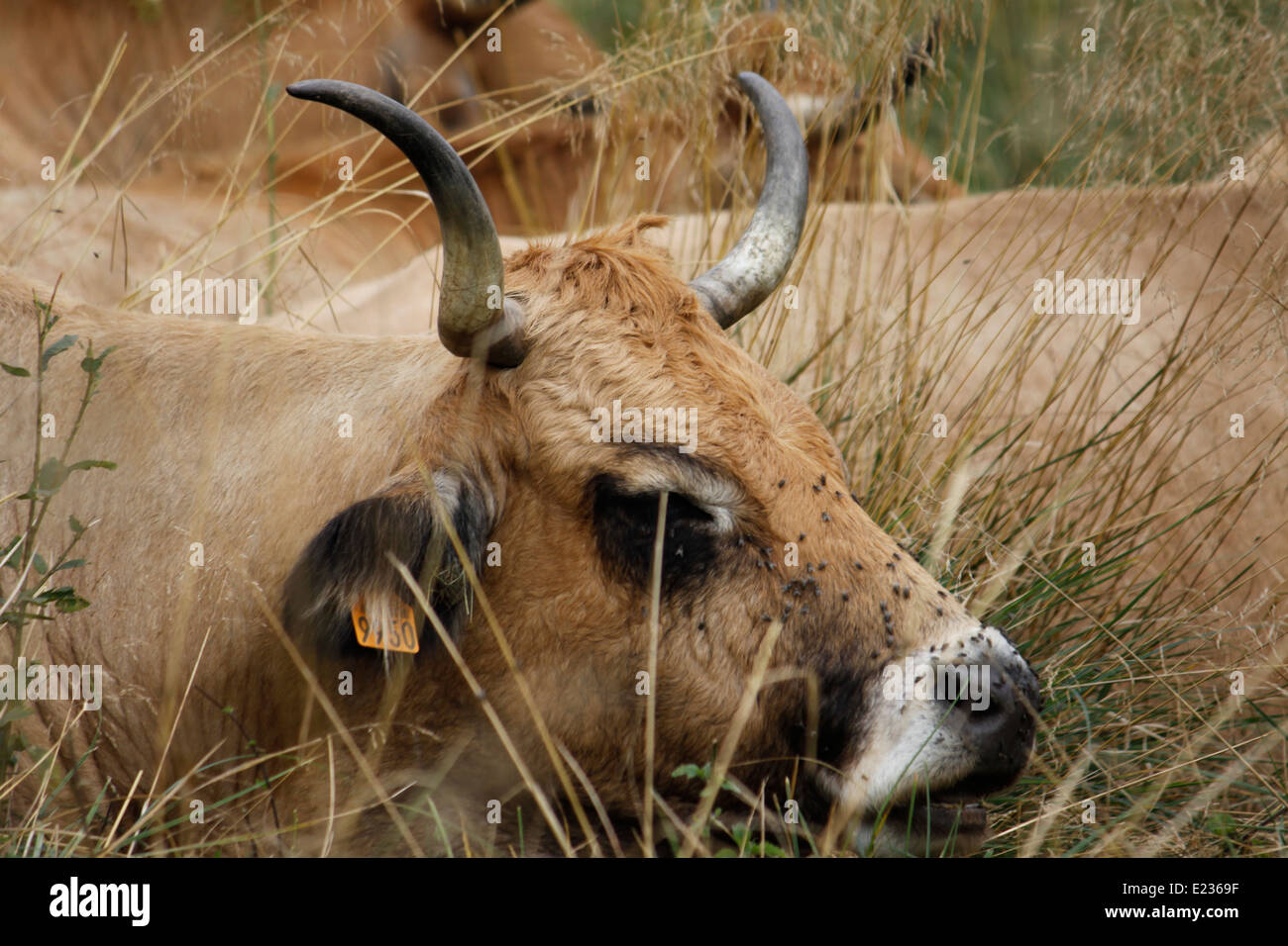 Cow, Aubrac race, Chartreuse, Isere, Rhone-Alpes, France Stock Photo ...