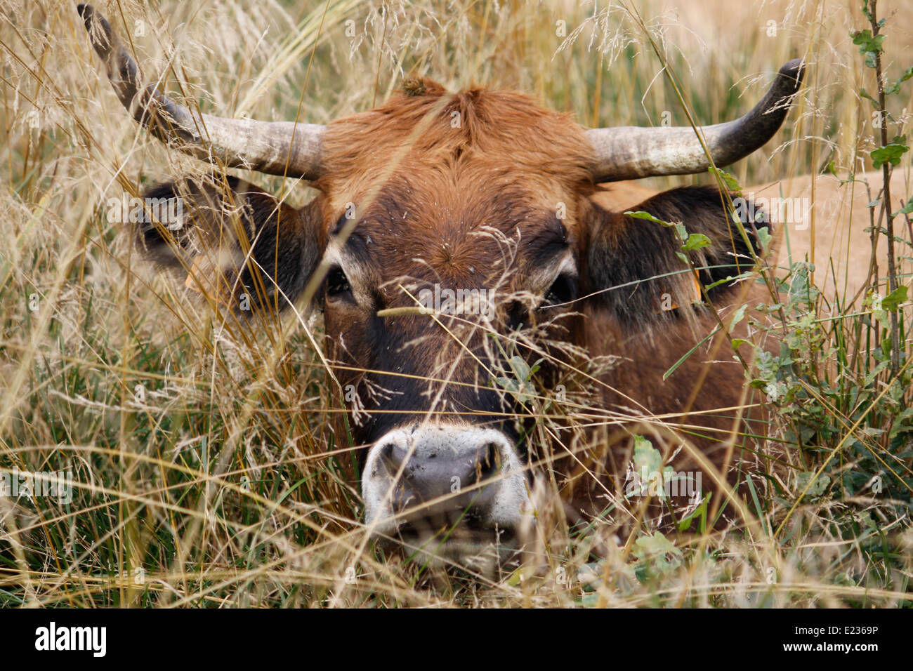 Aubrac cow hi-res stock photography and images - Alamy