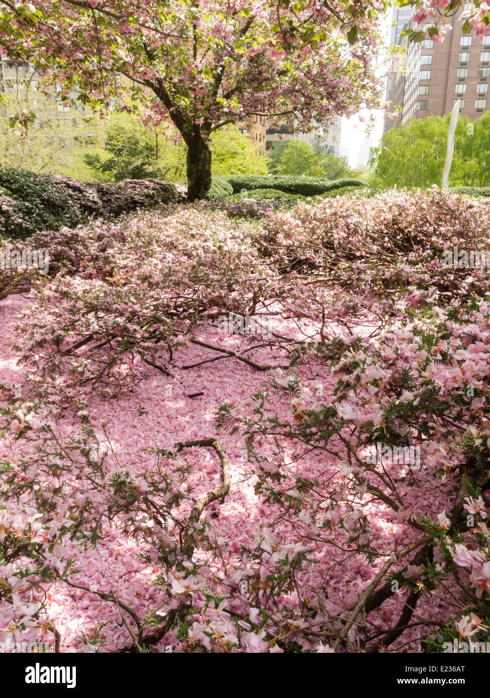 Fordham University, Lincoln Center Campus Grounds in Springtime, NYC ...