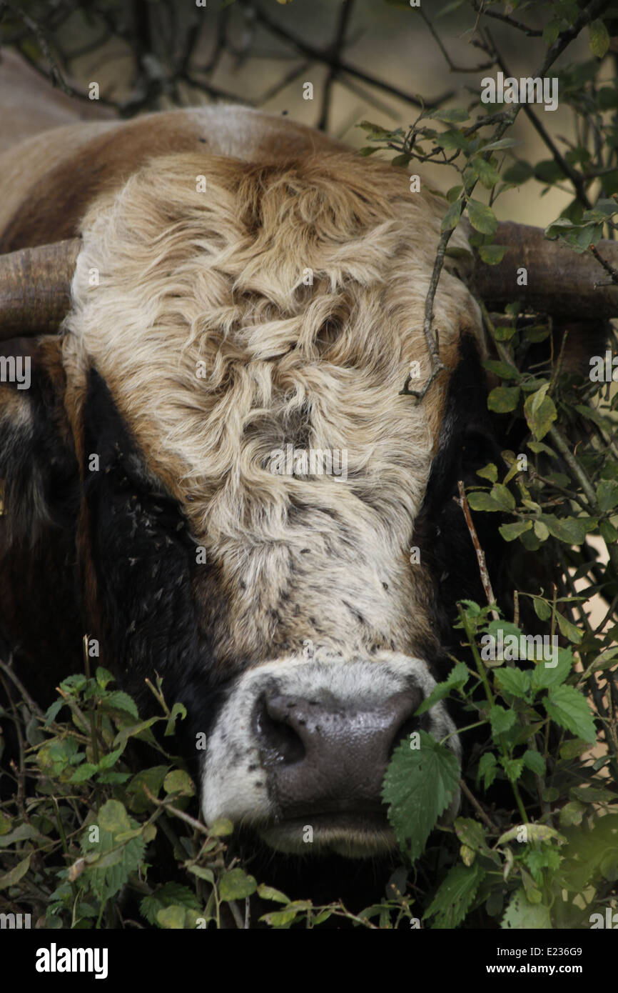 Cow, Aubrac race, Chartreuse, Isere, Rhone-Alpes, France Stock Photo ...