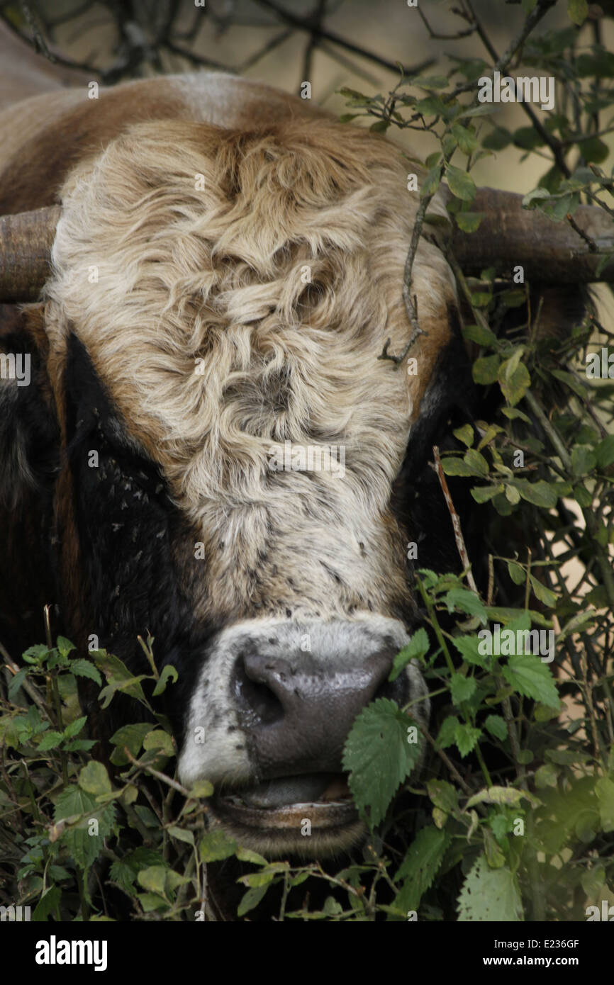 Cow, Aubrac race, Chartreuse, Isere, Rhone-Alpes, France Stock Photo ...