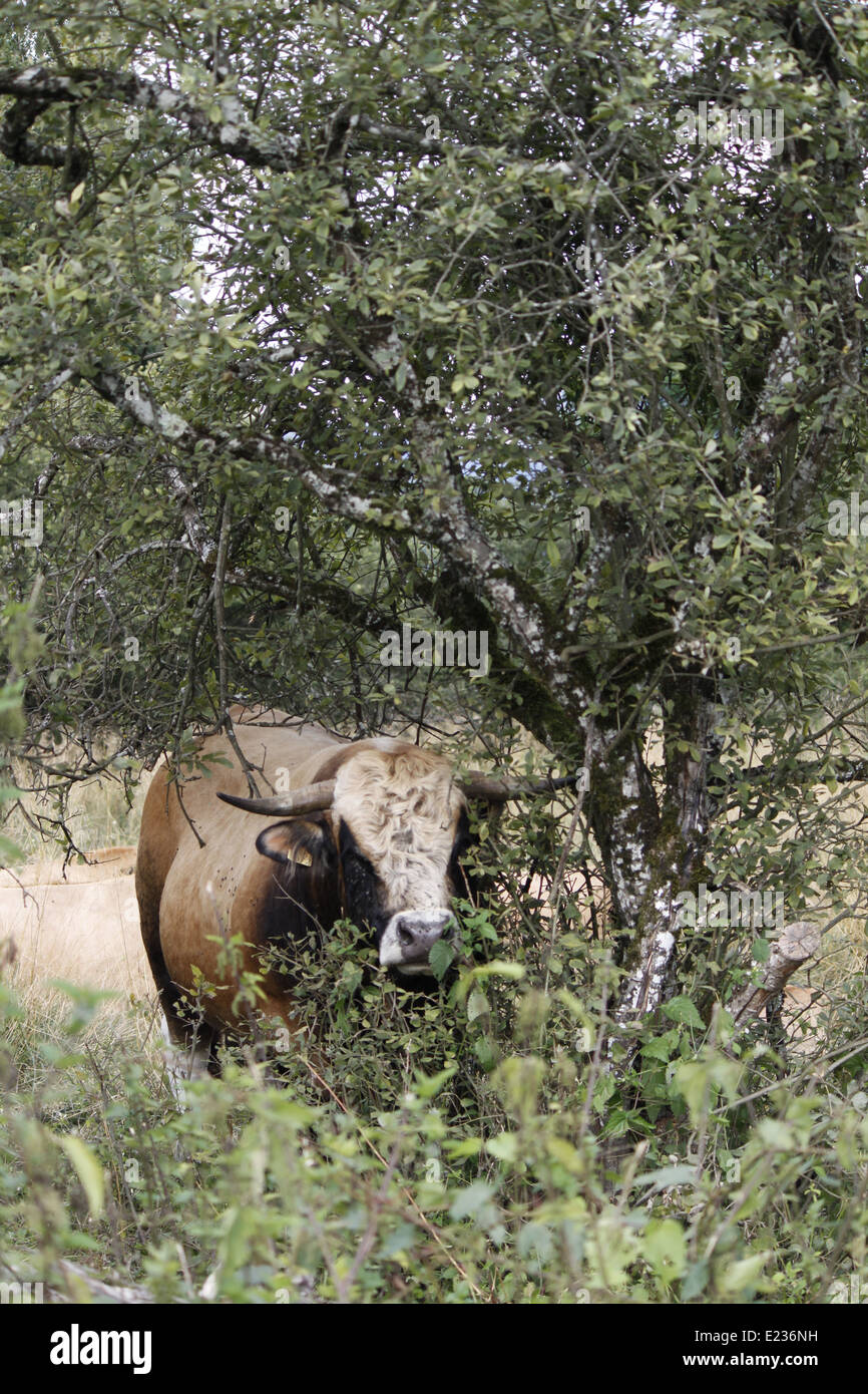 Cow, Aubrac race, Chartreuse, Isere, Rhone-Alpes, France Stock Photo ...