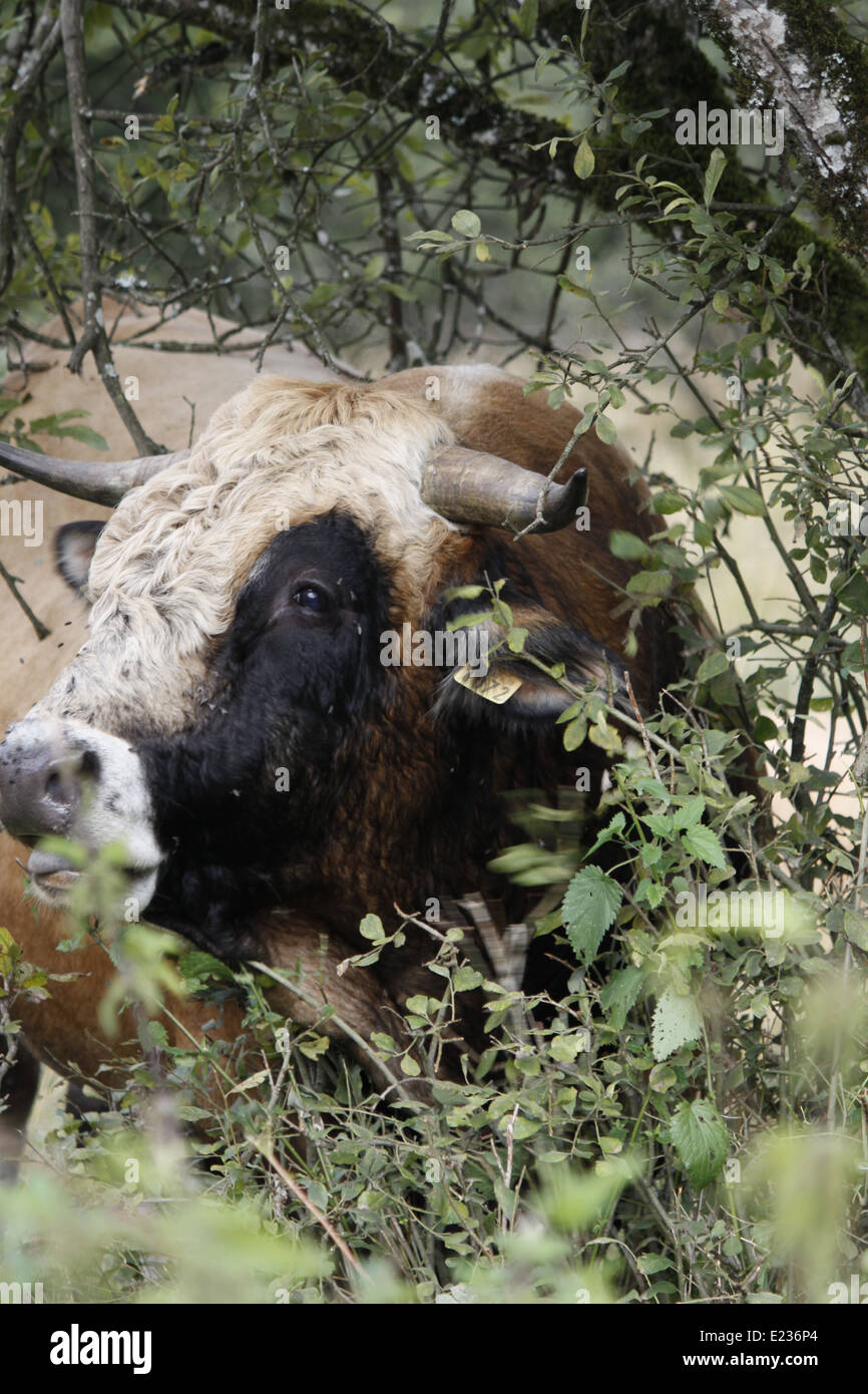 Cow, Aubrac race, Chartreuse, Isere, Rhone-Alpes, France Stock Photo ...