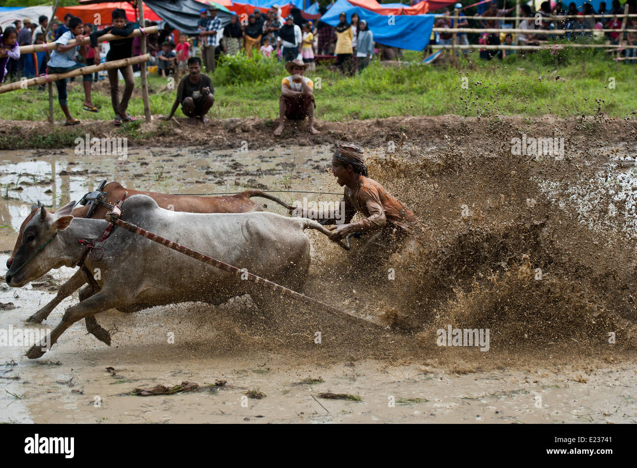 West Sumatra, Indonesia. 14th June, 2014. A jockey spurs cattle during ...