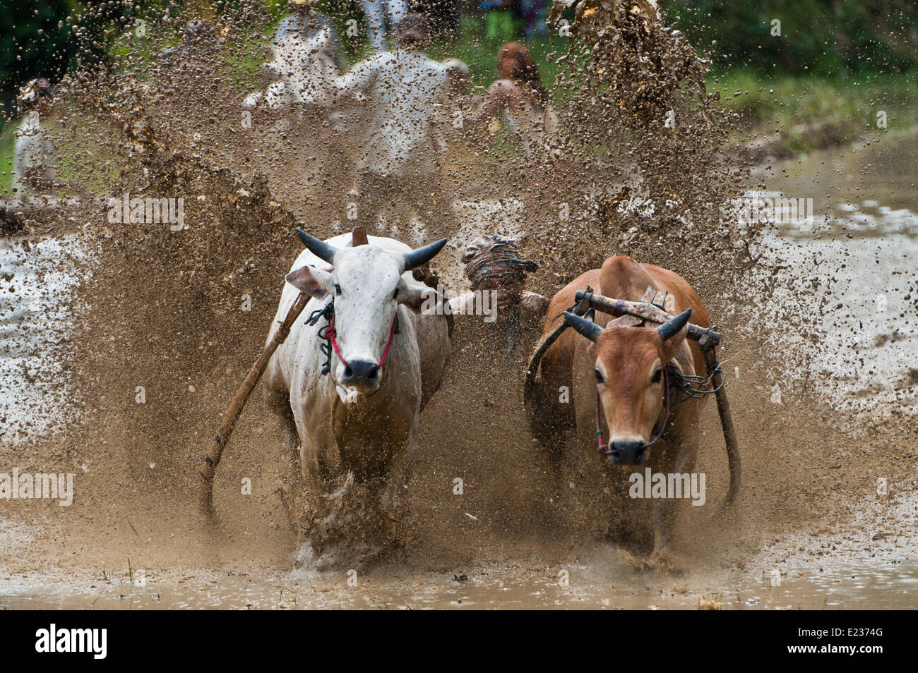 West Sumatra, Indonesia. 14th June, 2014. A jockey spurs cattle during ...