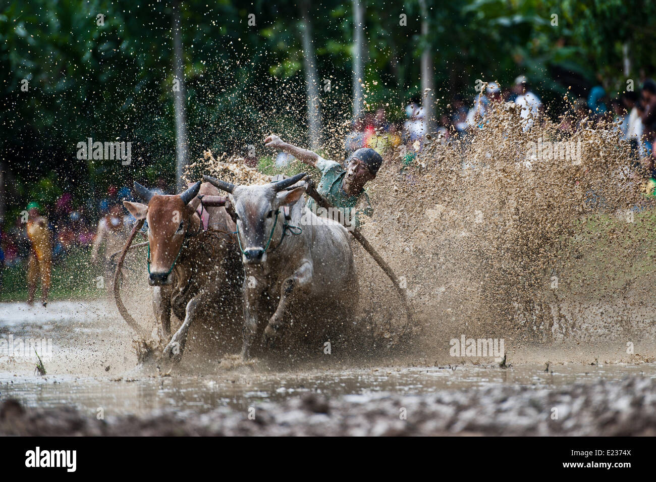 West Sumatra, Indonesia. 14th June, 2014. A jockey spurs cattle during ...