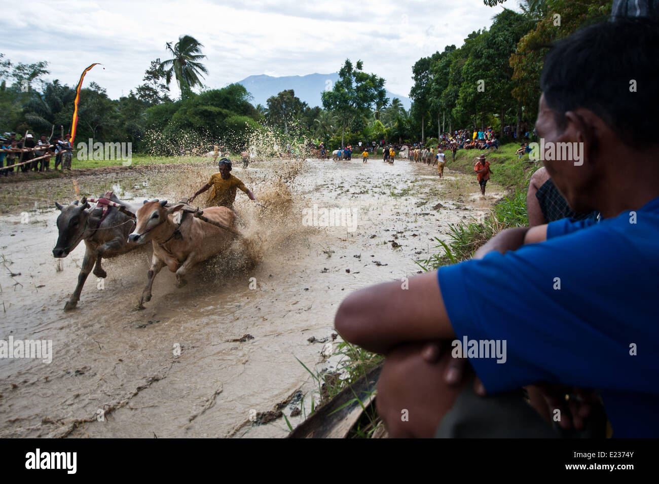 Spurring cattle hi-res stock photography and images - Alamy