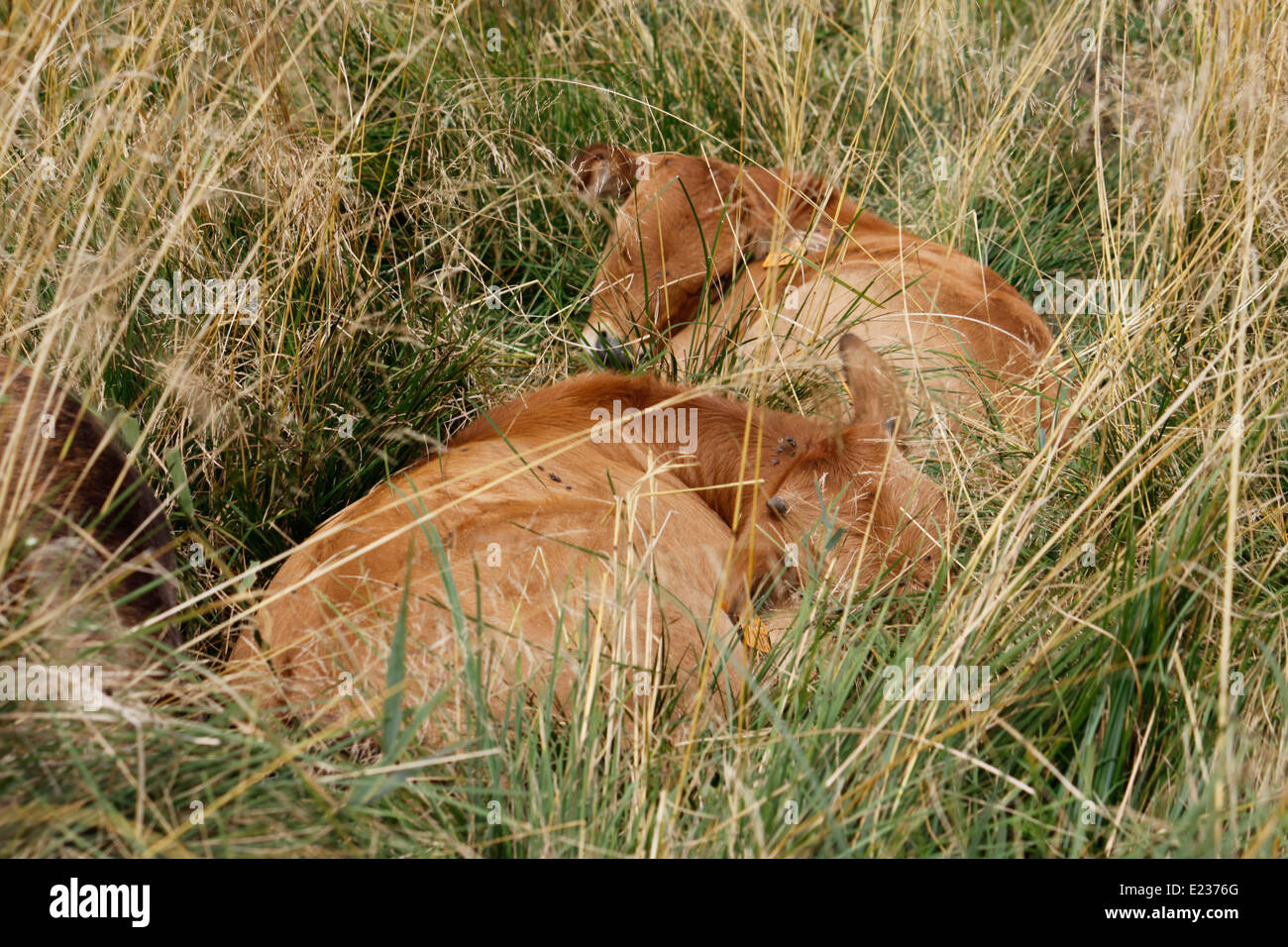 Cow, Aubrac race, Chartreuse, Isere, Rhone-Alpes, France Stock Photo ...