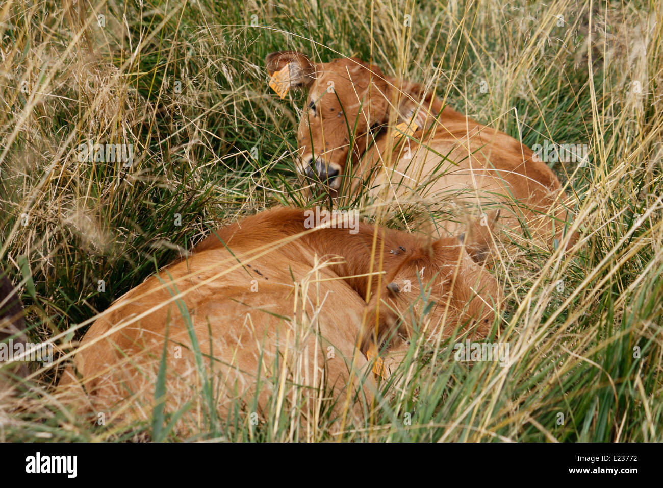 Cow, Aubrac race, Chartreuse, Isere, Rhone-Alpes, France Stock Photo ...