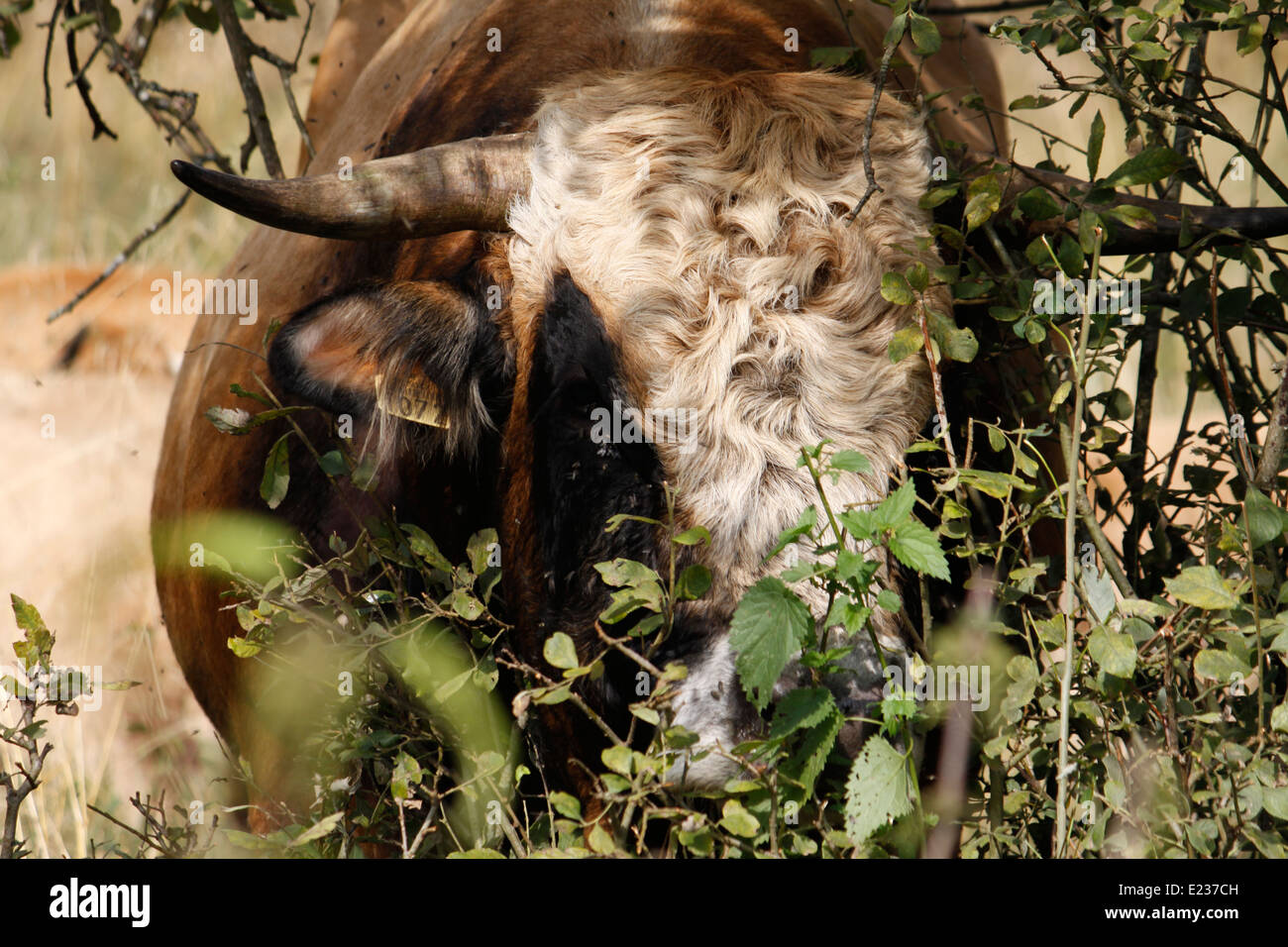 Cow, Aubrac race, Chartreuse, Isere, Rhone-Alpes, France Stock Photo ...