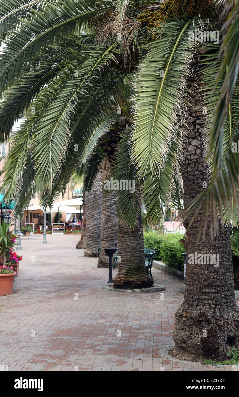 Porto Azzurro, seafront with palm trees Stock Photo - Alamy