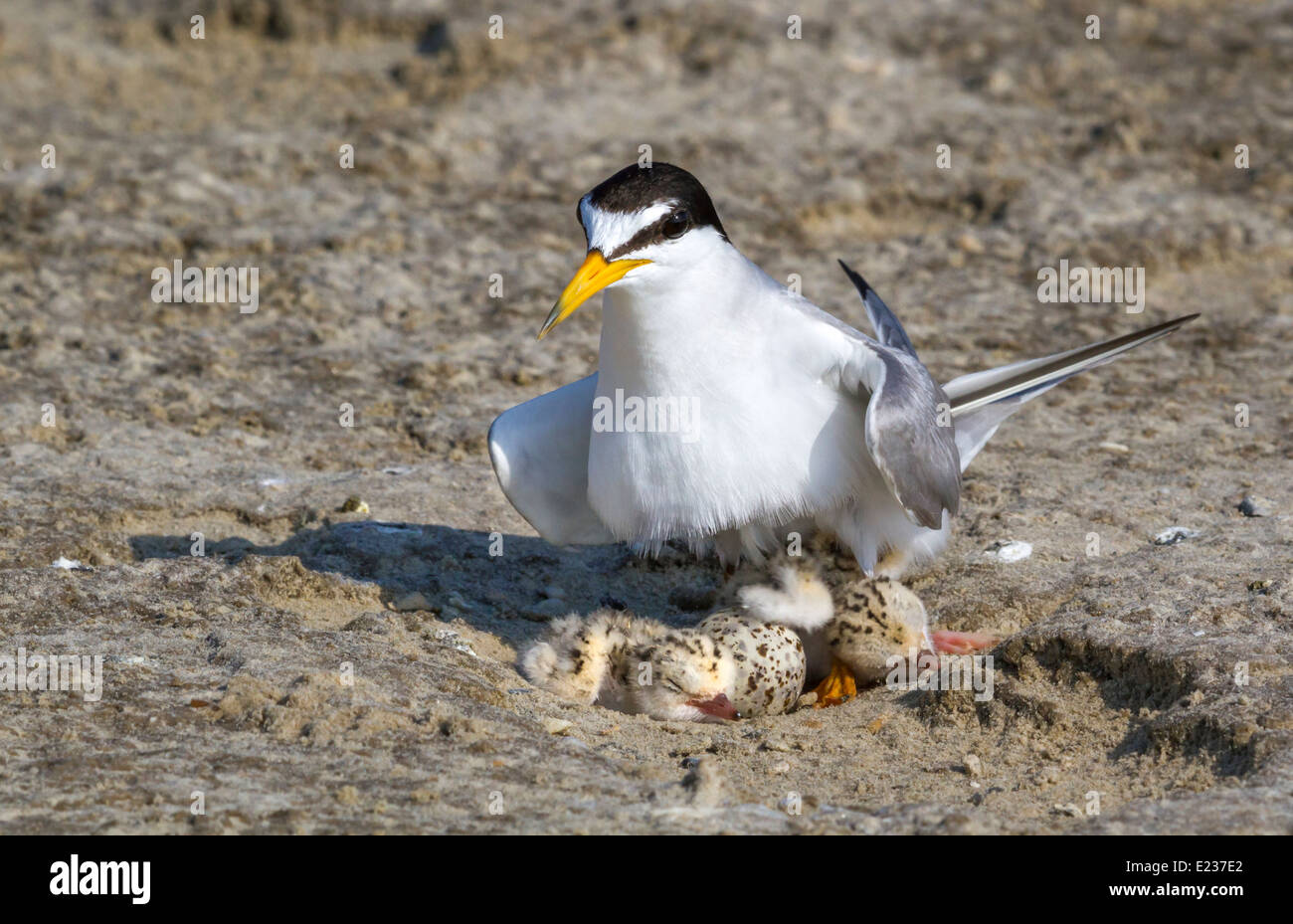 The least tern (Sternula antillarum) at the nest with chicks, Galveston ...