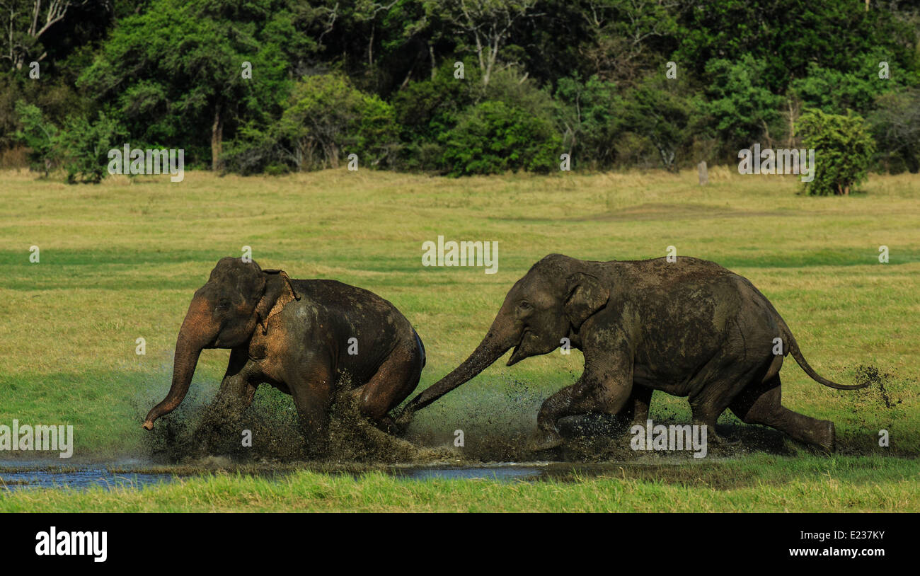 Elephants mating hi-res stock photography and images - Alamy