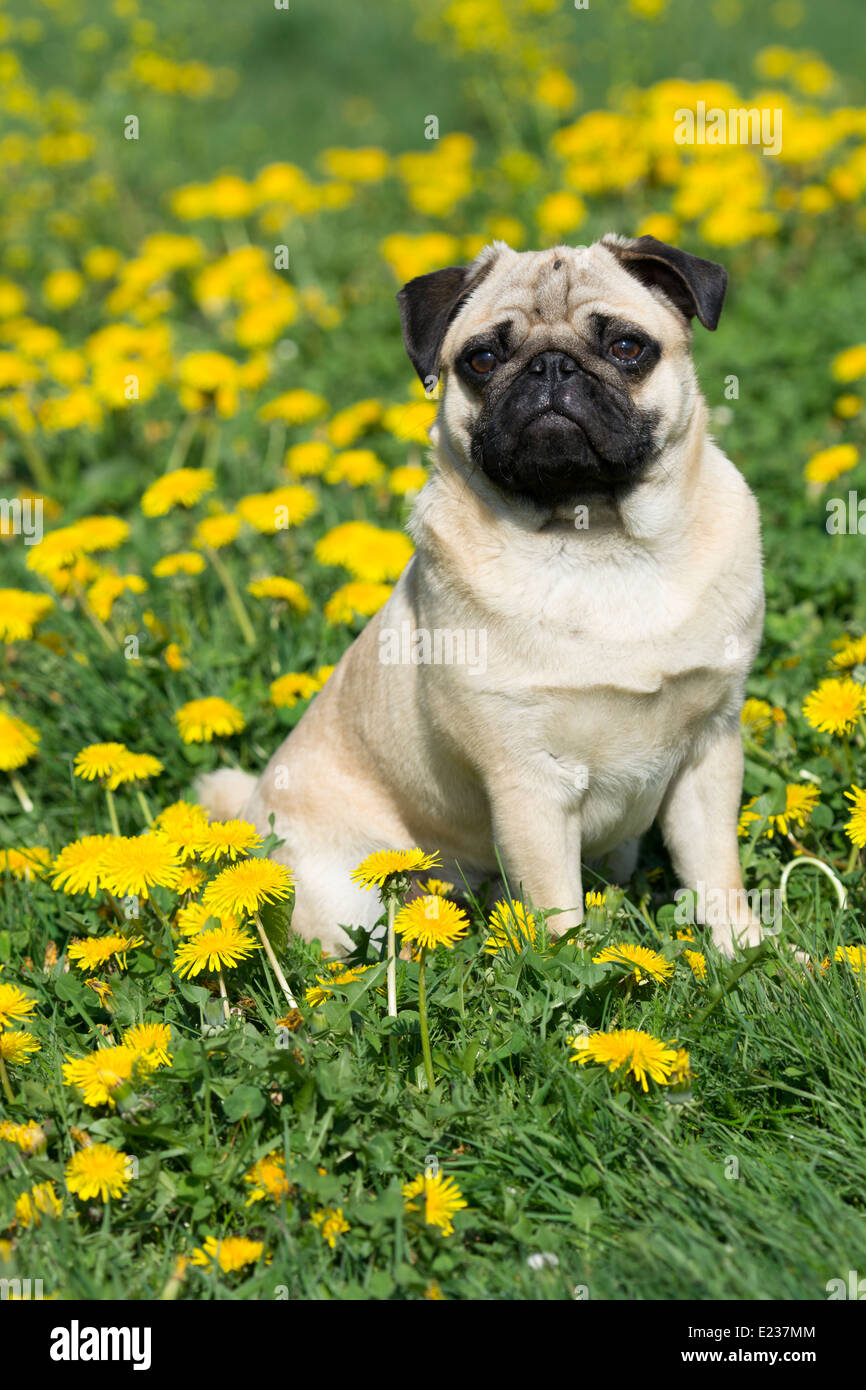 Young Pug sitting in a dandelion field Stock Photo - Alamy