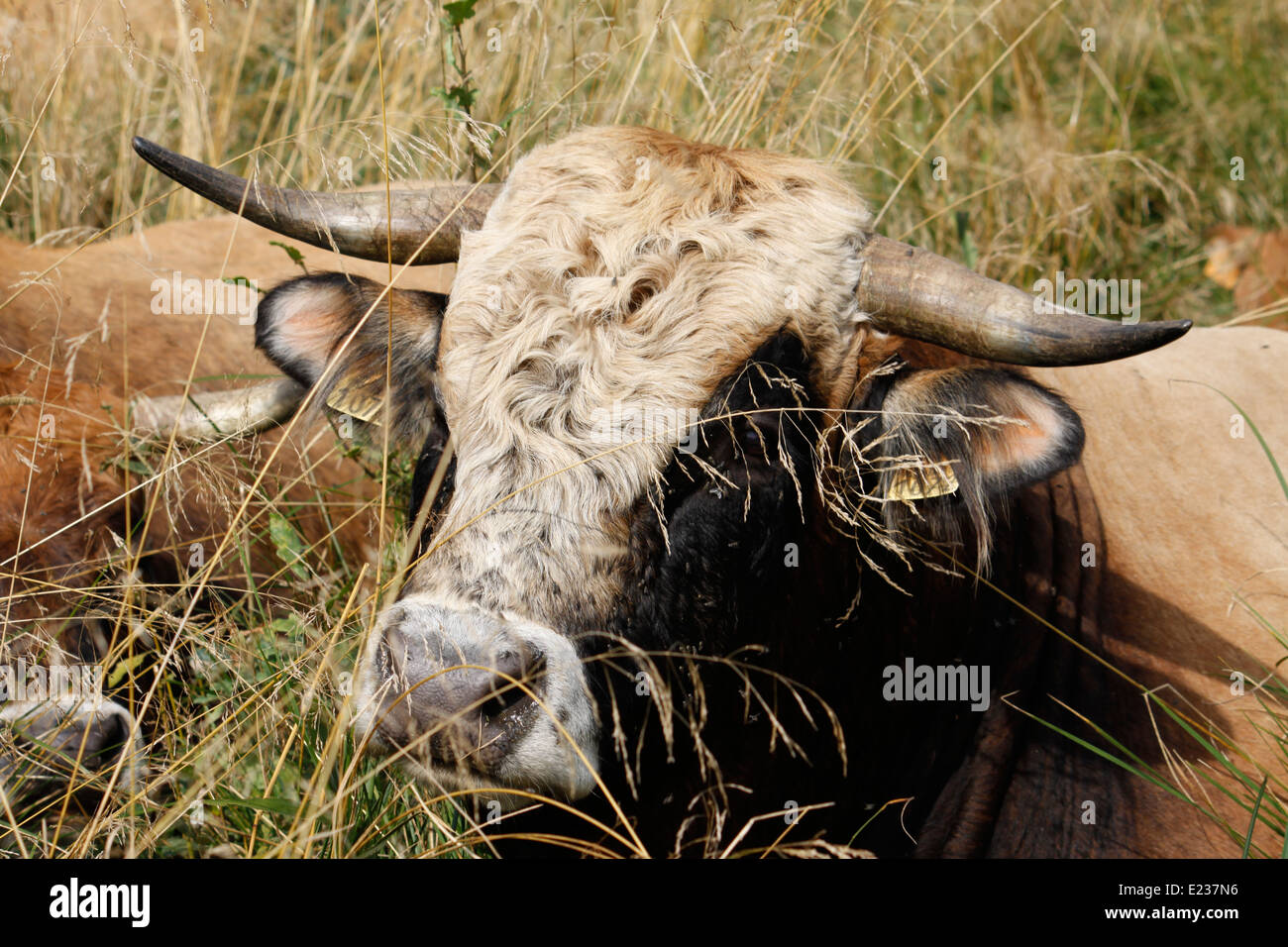Aubrac bull france hi-res stock photography and images - Alamy