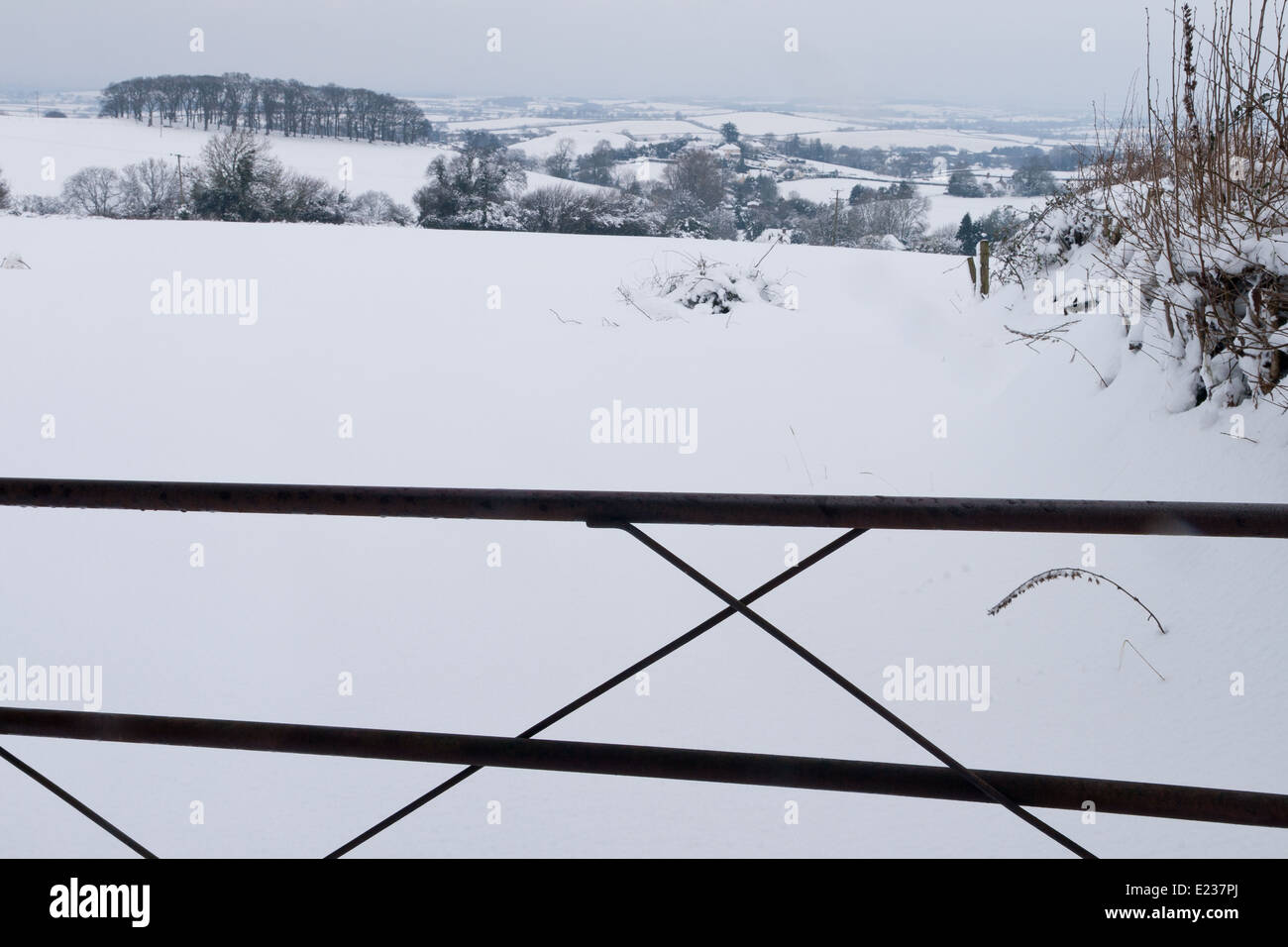 Quantocks somerset tree field hi-res stock photography and images - Alamy