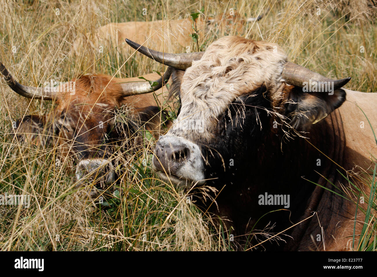 Cow, Aubrac race, Chartreuse, Isere, Rhone-Alpes, France Stock Photo ...