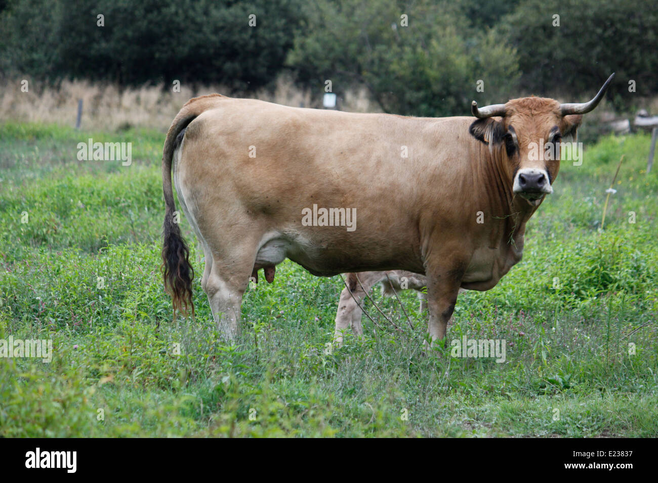Cow, Aubrac race, Chartreuse, Isere, Rhone-Alpes, France Stock Photo ...