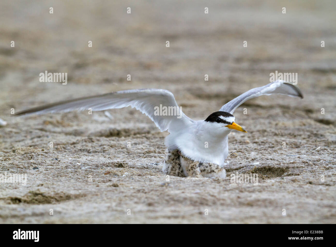 The least tern (Sternula antillarum) at the nest, covering chicks from ...