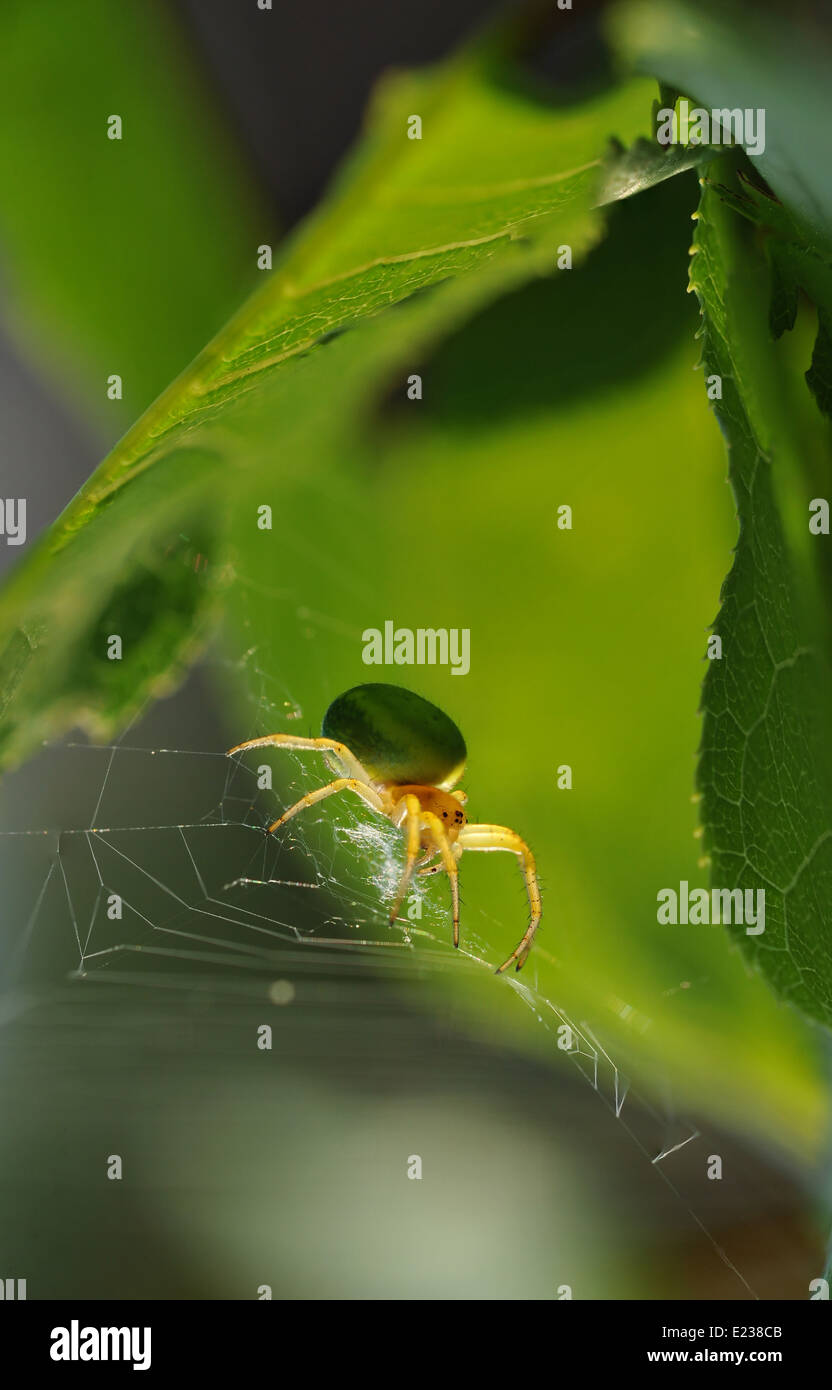 Close up of a spider with green abdomen Stock Photo - Alamy