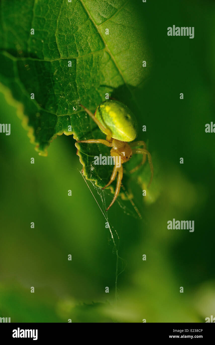 Close up of a spider with green abdomen Stock Photo - Alamy