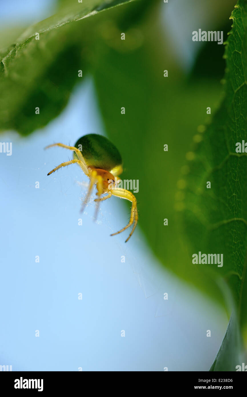 Spider with green pattern on abdomen hi-res stock photography and ...