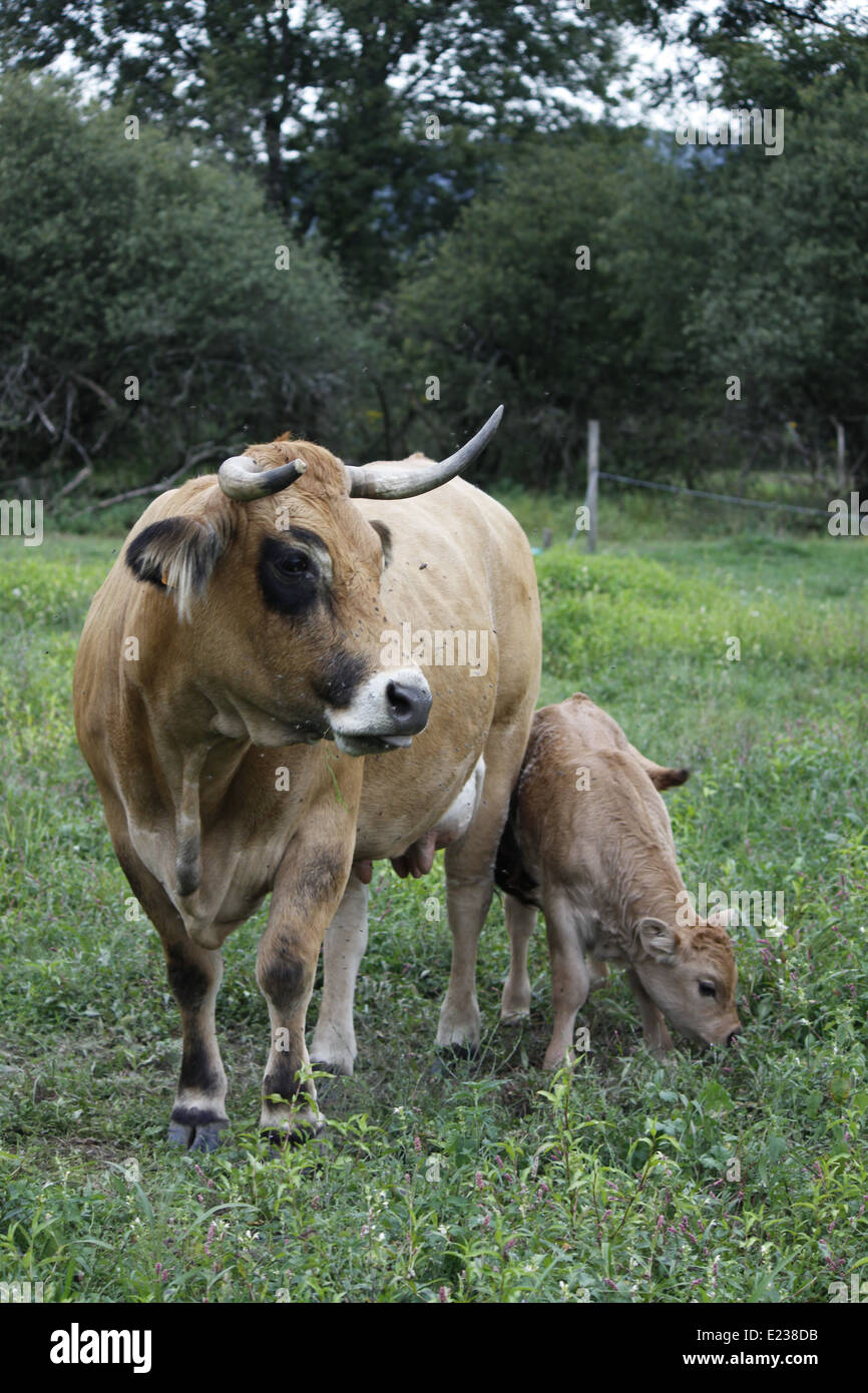 Race cow hi-res stock photography and images - Alamy
