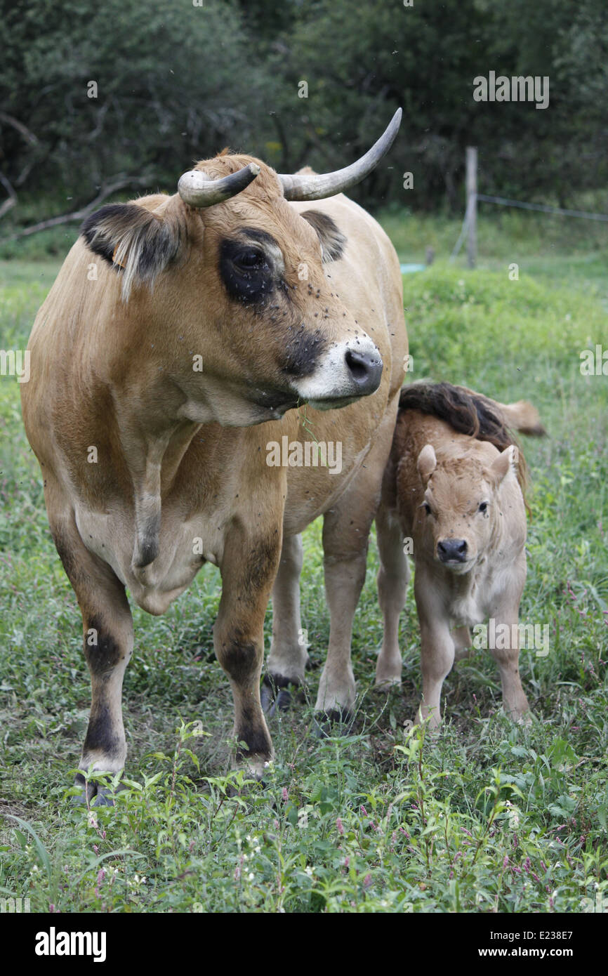 Race cow hi-res stock photography and images - Alamy