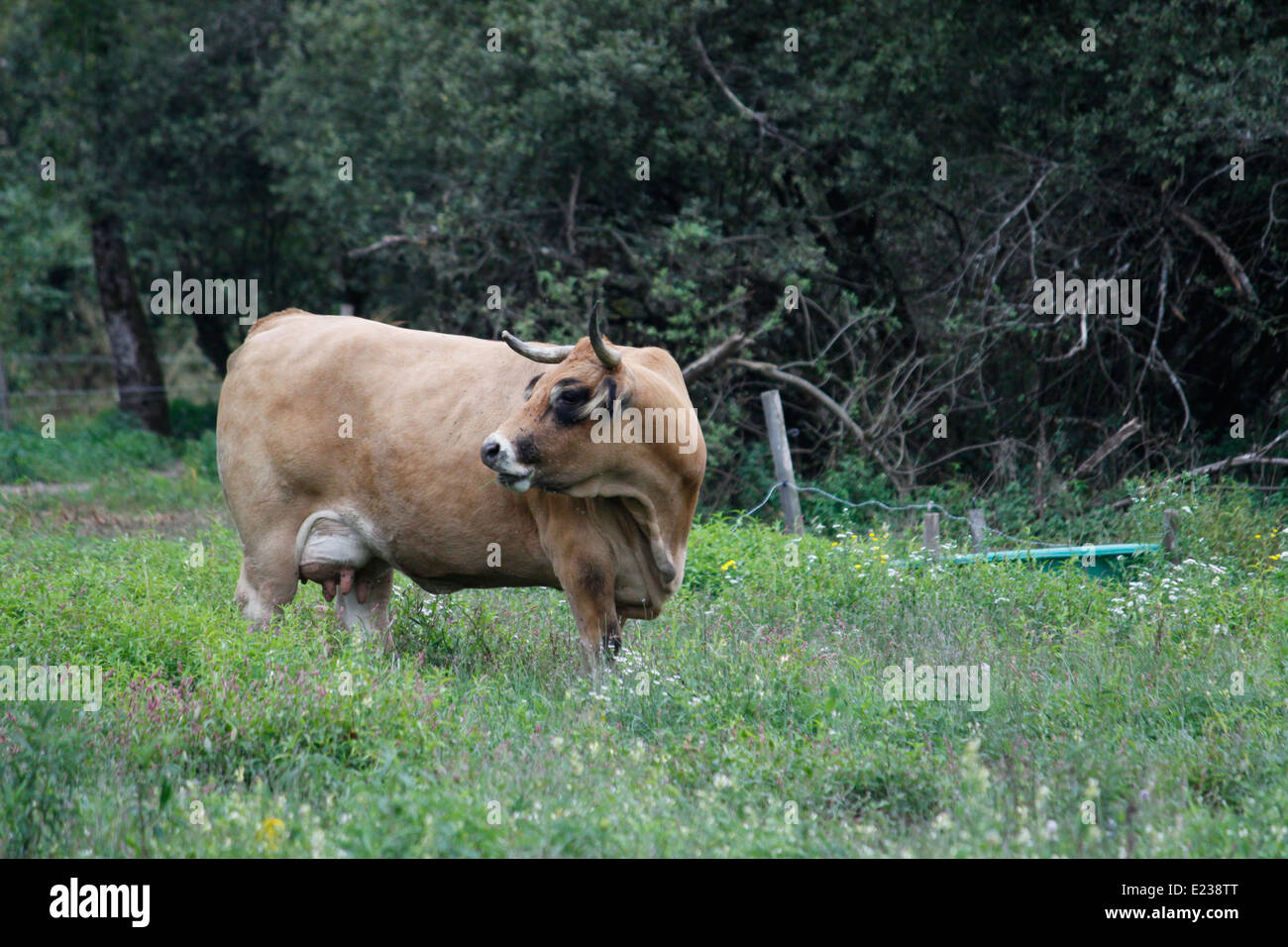 Cow, Aubrac race, Chartreuse, Isere, Rhone-Alpes, France Stock Photo ...