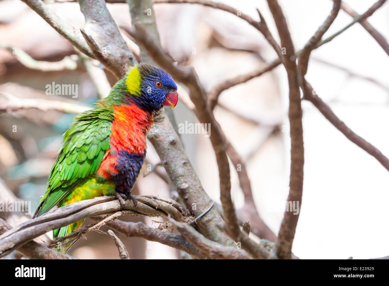 Tropical birdlife hi-res stock photography and images - Alamy