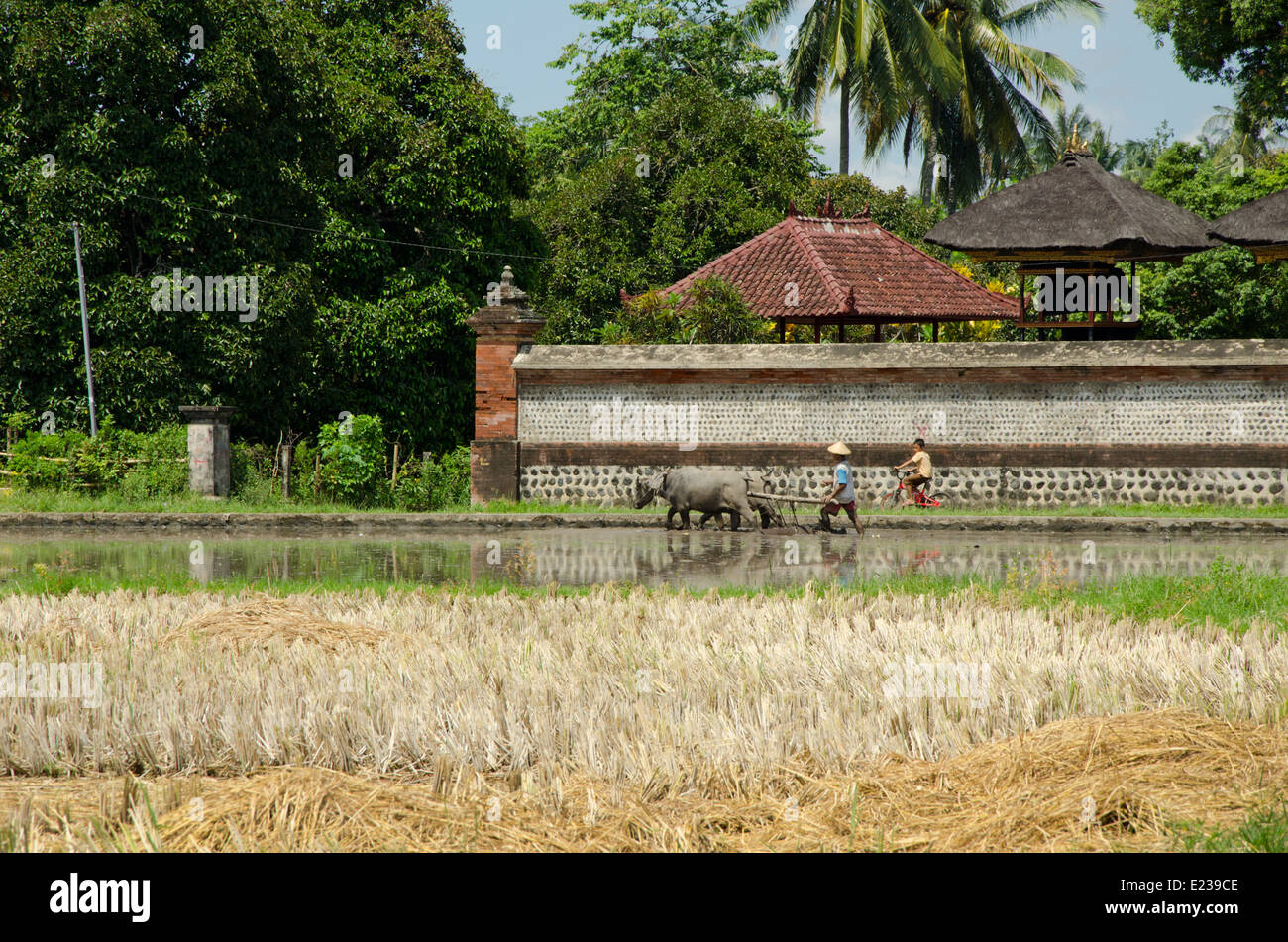 Indonesia, Island of Lombok. Typical Indonesian rice paddy. Man working ...