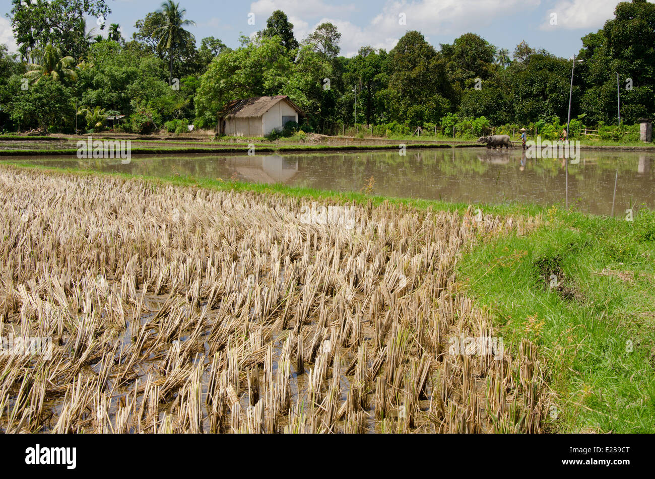 Indonesia, Island of Lombok. Typical Indonesian rice paddy. Man working ...