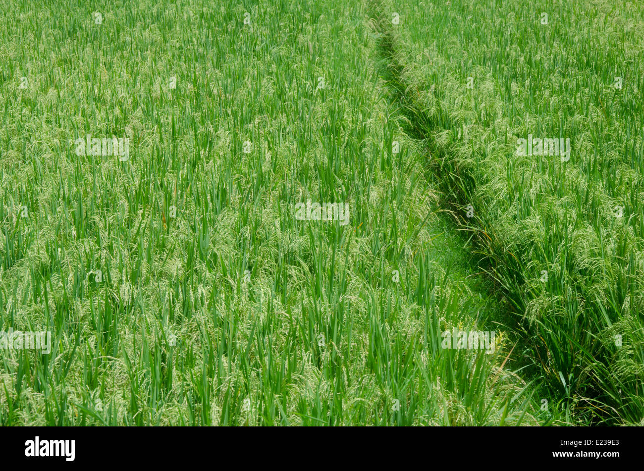 Indonesia, Island of Lombok. Typical Indonesian rice paddy that is ...