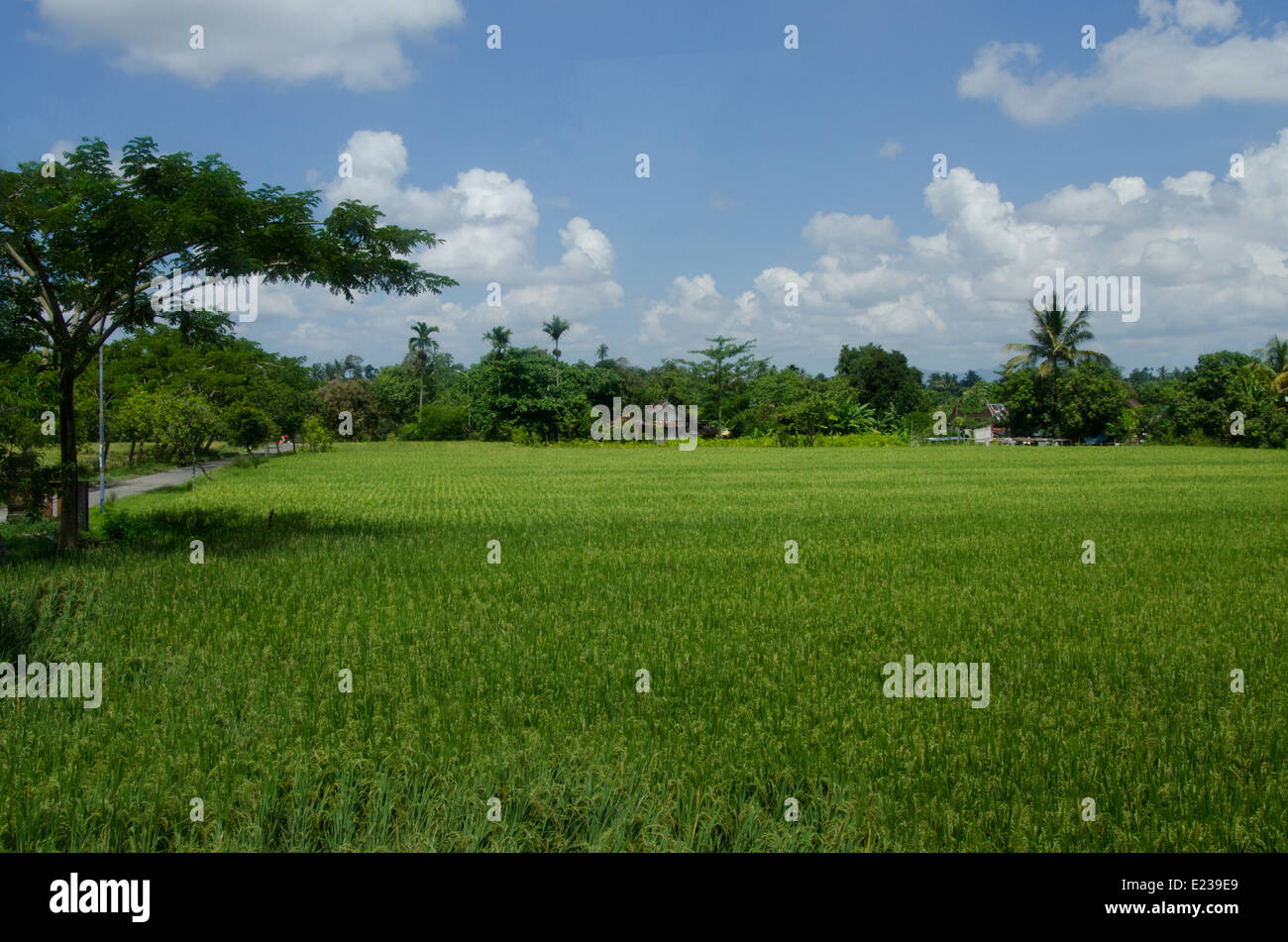 Indonesia, Island of Lombok. Typical Indonesian rice paddy that is ...