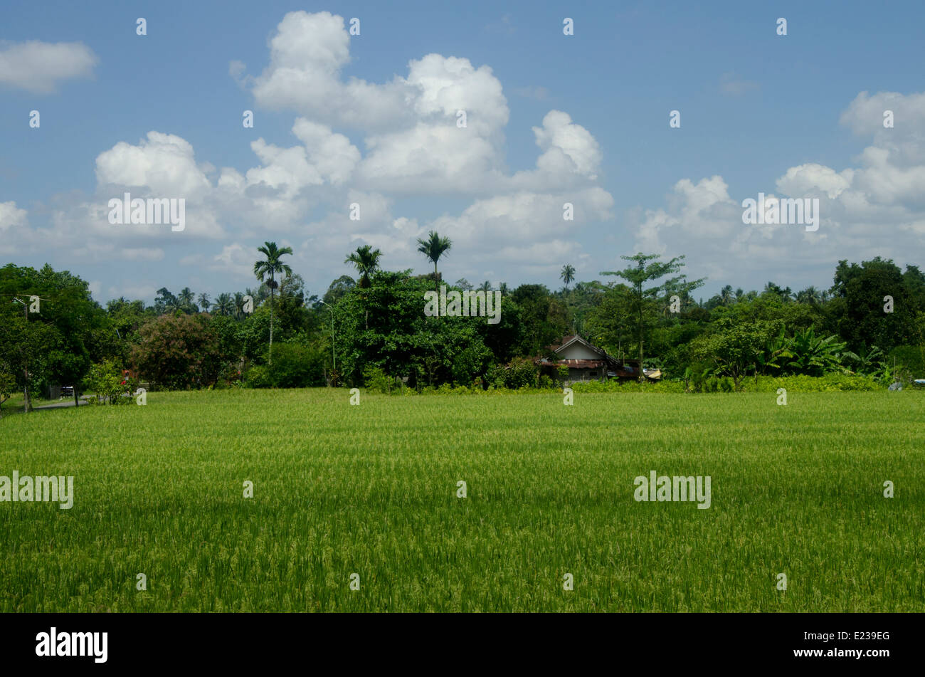 Indonesia, Island of Lombok. Typical Indonesian rice paddy that is ...