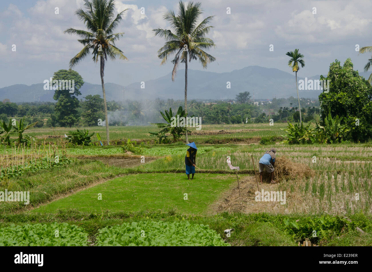Indonesia, Island of Lombok. Typical Indonesian rice paddy. Men working ...
