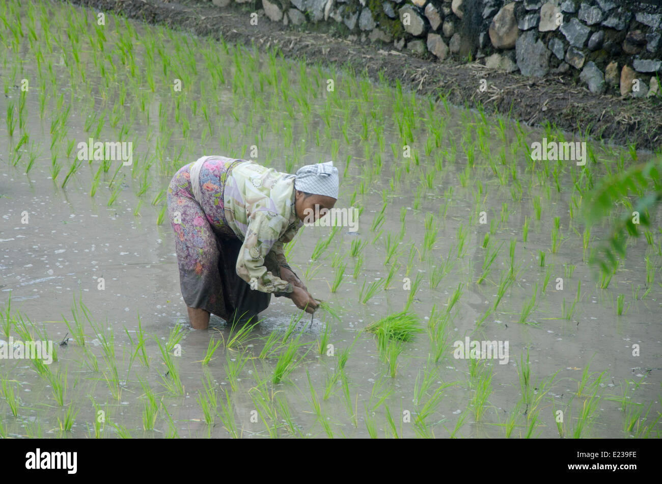 Indonesia, Island of Lombok. Women planting rice in a typical ...