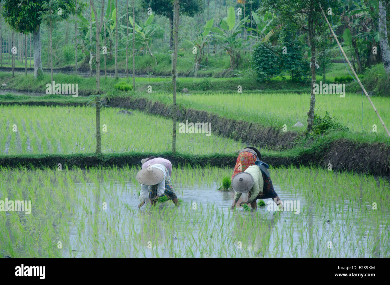 Indonesia, Island of Lombok. Women planting rice in a typical ...