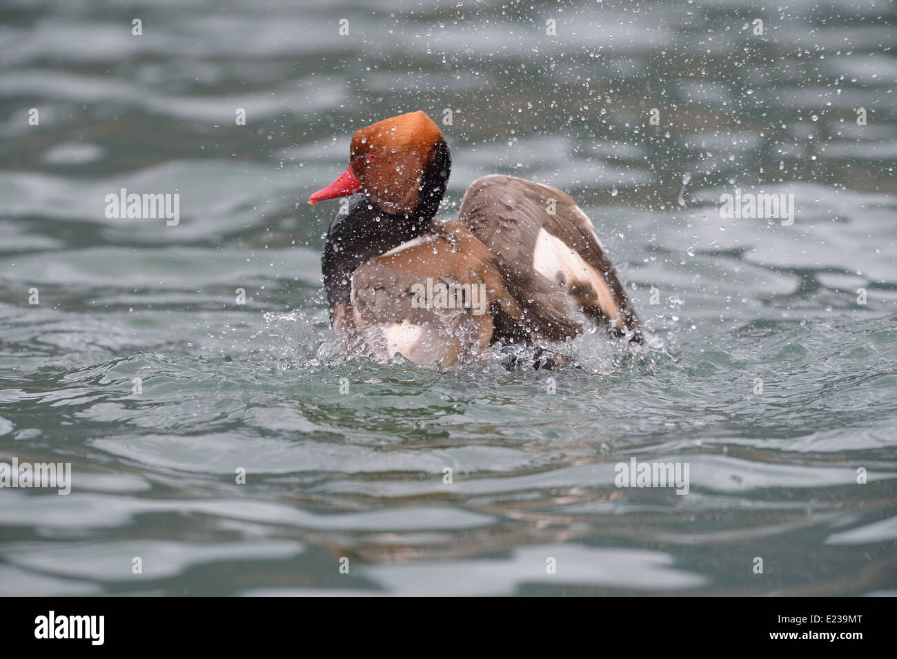 Red-crested Pochard - Red-crested Duck (Netta rufina) male bathing in ...