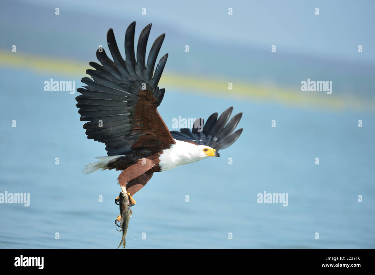 African Fish-Eagle - African Sea-Eagle (Haliaeetus vocifer) having ...